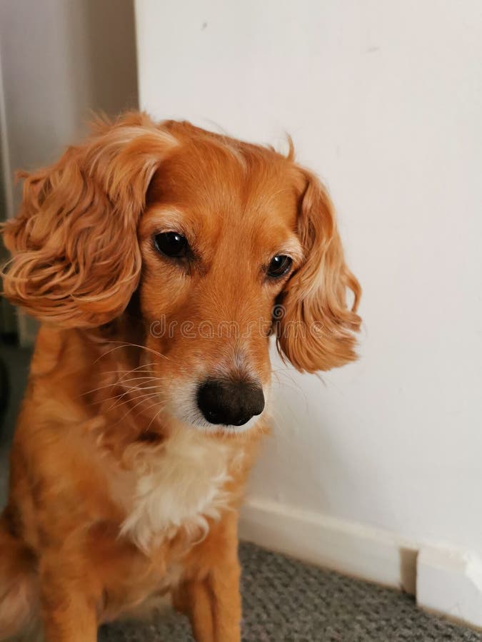 Ginger Long Haired Beautiful Cockapoo Stock Image - Image of cockapoo ...