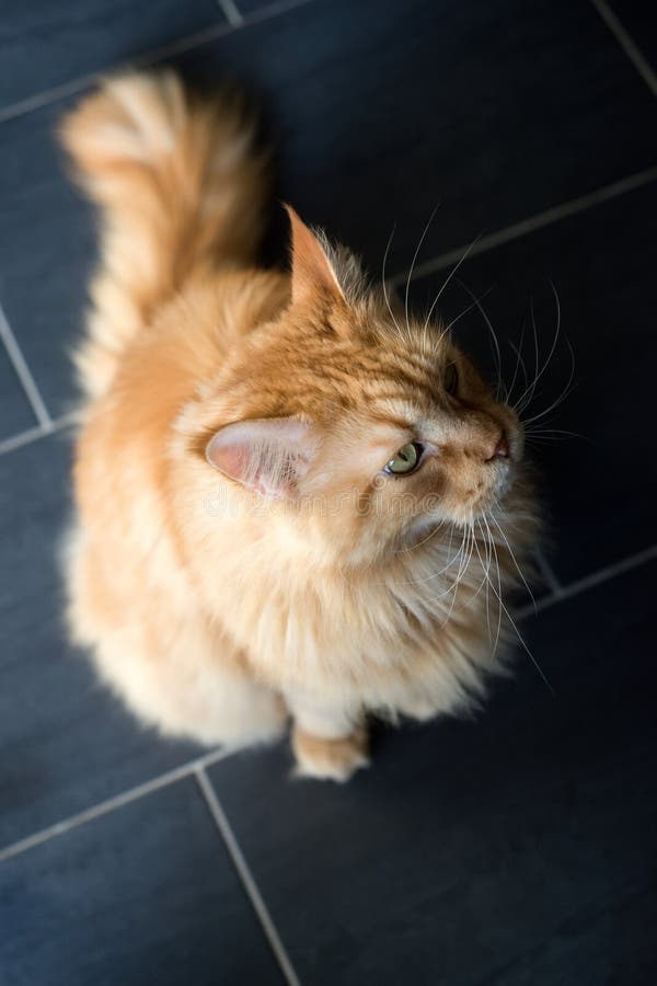 Ginger Main Coon Cat Looking Camera Stock Image - Image of indoor ...