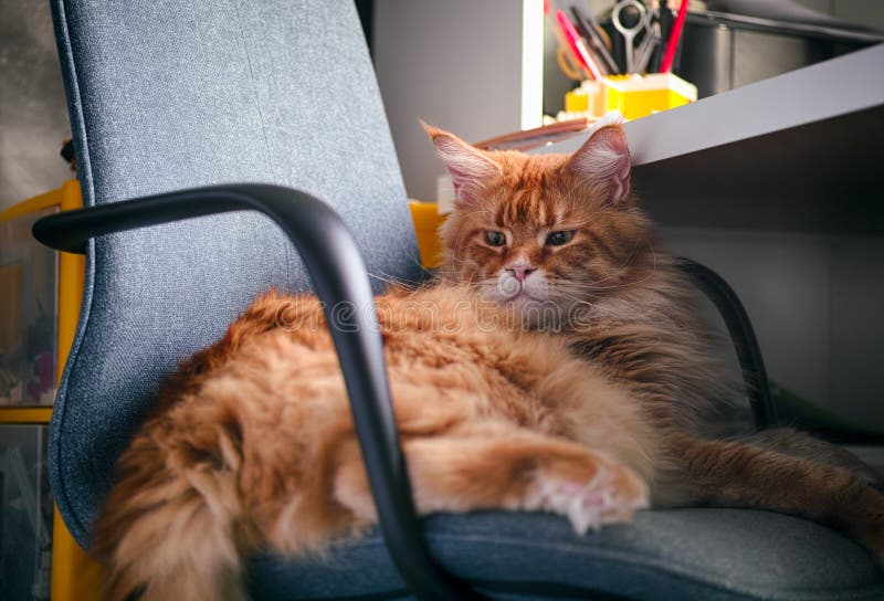 Ginger Maine Coon Cat Lying on the Chair Stock Photo - Image of ginger ...