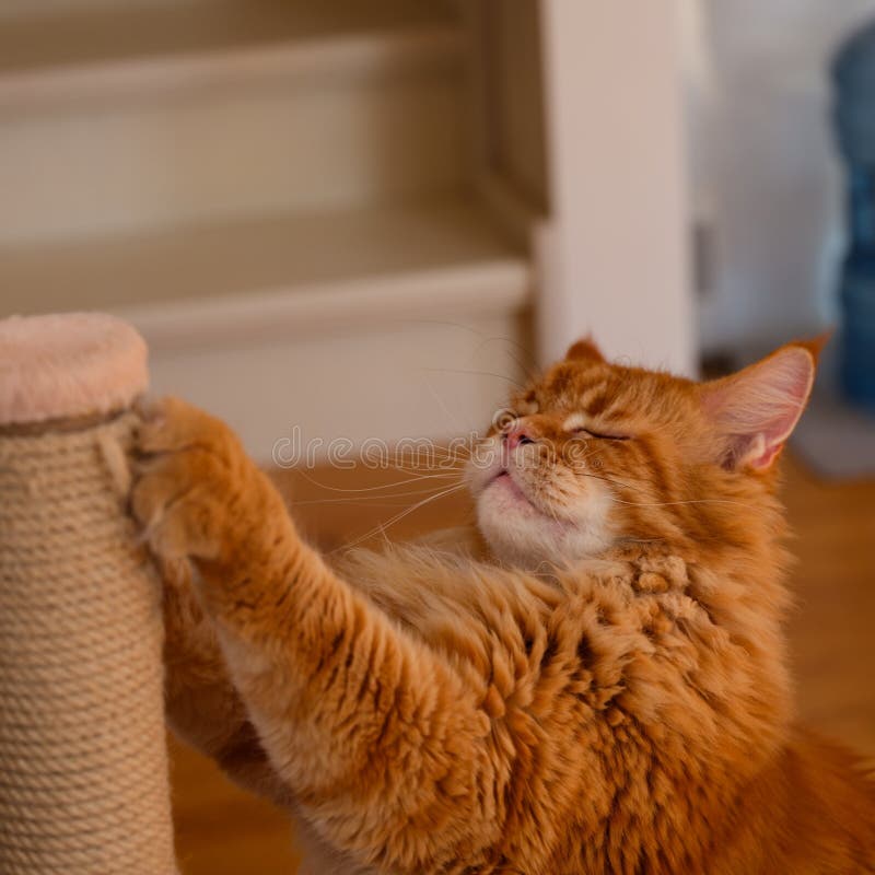 Ginger Maine Coon Cat Scratching His Scratching Post Indoor Stock Image ...