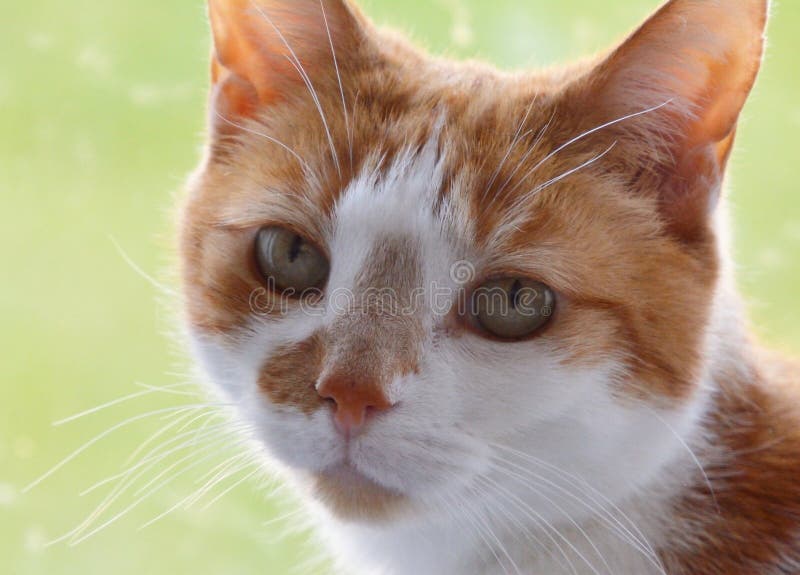White & Ginger Male Cat Looking Directly at the Camera Stock Photo ...