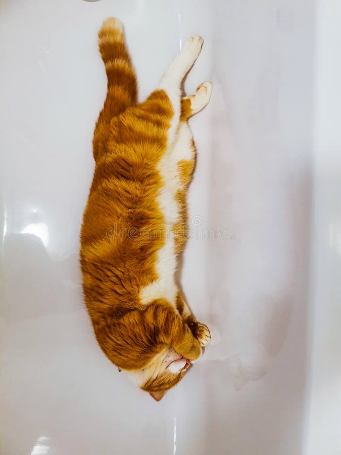 Ginger Male Cat Relaxing in a Bathtub Stock Photo - Image of kitten ...