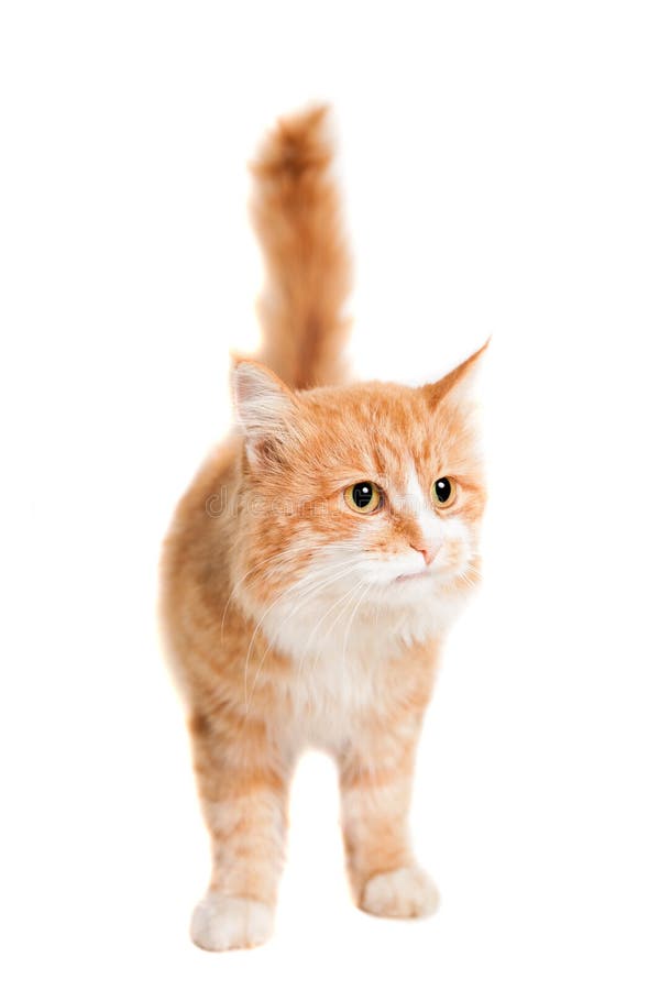 Ginger Mixed Breed Cat, 6 Months Old, Sitting Stock Image - Image of ...