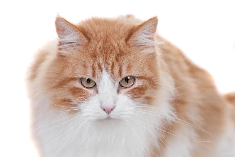 Ginger Cat of Mixed Breed Stretched Out and Resting in the Sunbathing ...