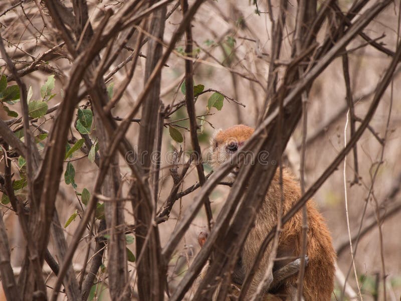 Ginger Monkey Behind Tree Branches in Bandia Reserve Senegal Stock ...