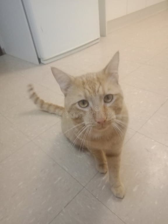 My ginger cat ninja stock photo. Image of please, ginger - 161019150