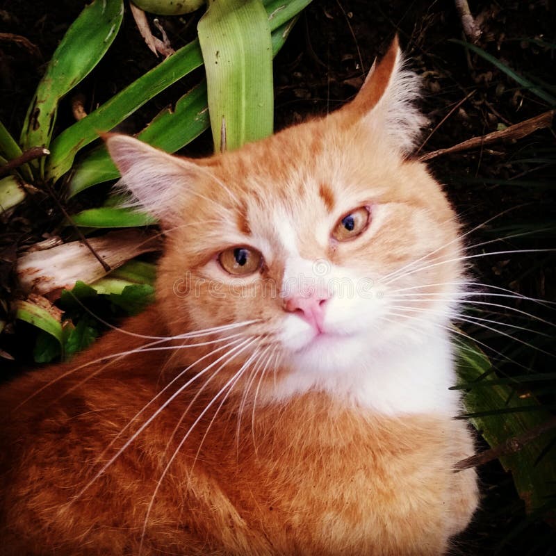 Ginger Ninja stock image. Image of ninja, ginger, gorgeous - 78525457