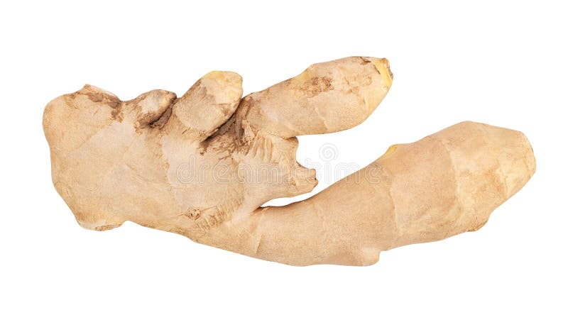 Ginger path isolated stock image. Image of nutrient - 236957765