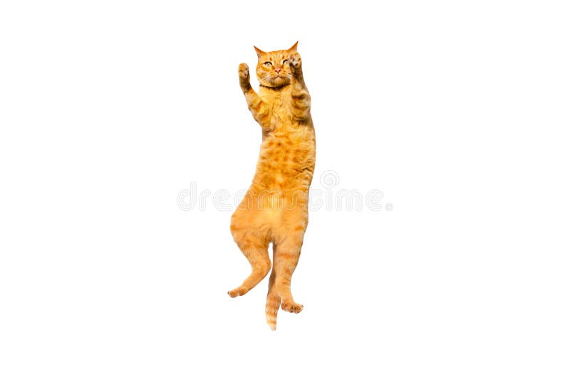 236 Happy Ginger Cat Standing Stock Photos - Free & Royalty-Free Stock ...