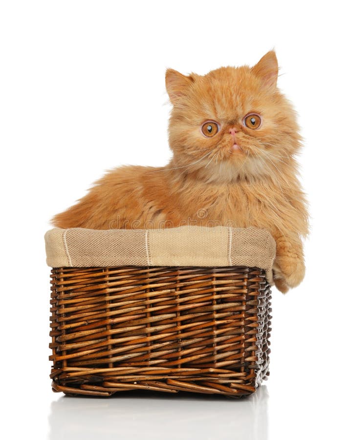 Ginger Persian cat stock photo. Image of fauna, brown - 21504710