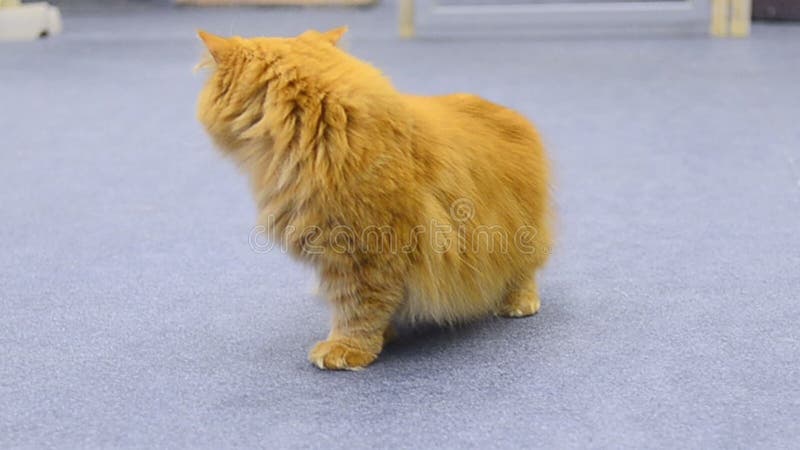 Ginger Persian cat stock footage. Video of blue, indoors - 137209456