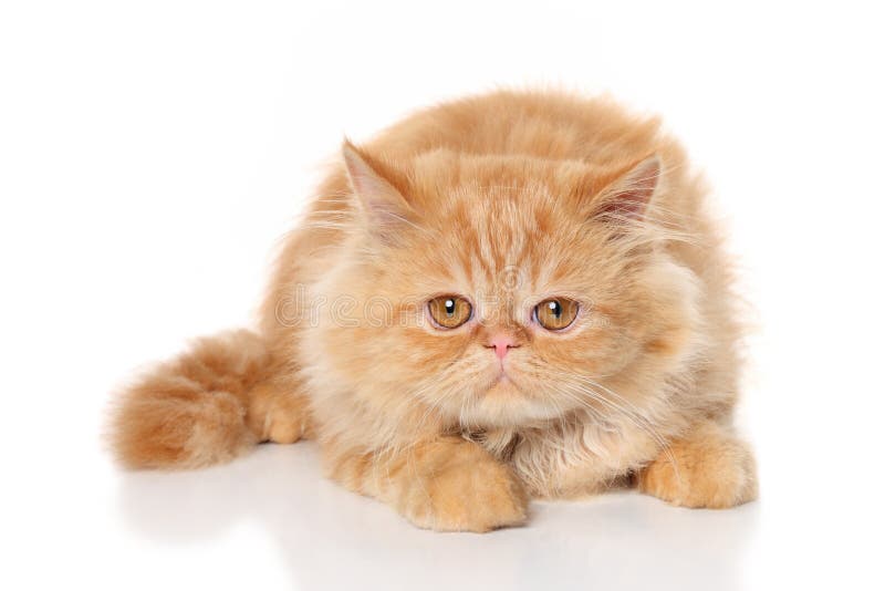 Ginger Persian cat stock photo. Image of fauna, brown - 21504710