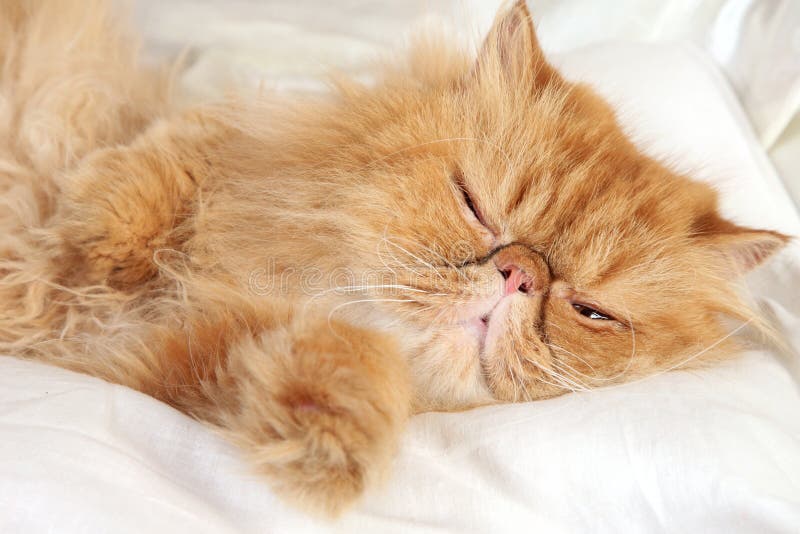Ginger Persian cat sleep stock image. Image of resting - 21370849