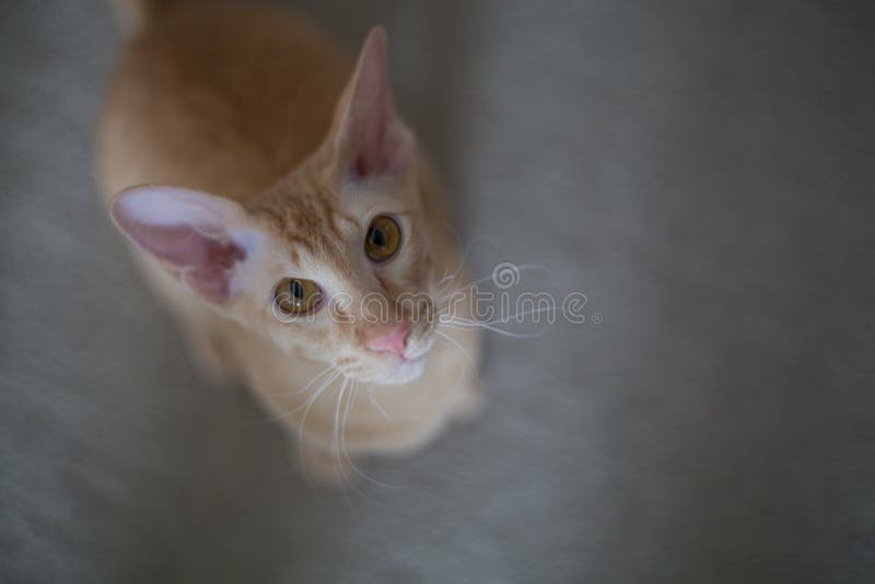 Ginger Cat High Angle View Looking Camera Copy Space Stock Image ...