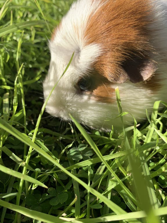 Ginger the pig 2 stock photo. Image of grass, cute, pigs - 230977584