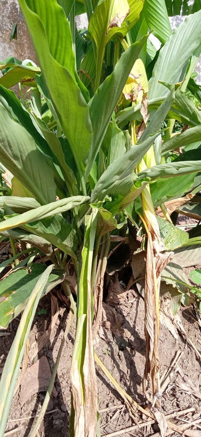 The Ginger Plant is Green and Fresh Stock Photo - Image of soil, green ...