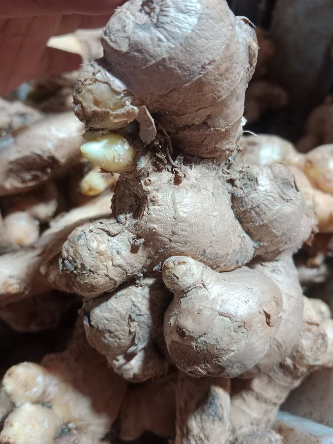 Ginger is a Plant that Has Many Health Benefits Stock Image - Image of ...