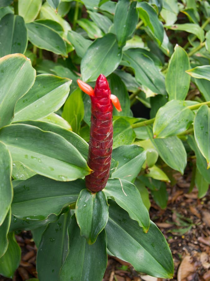 Ginger Plant stock photo. Image of surround, united, garden - 87302080