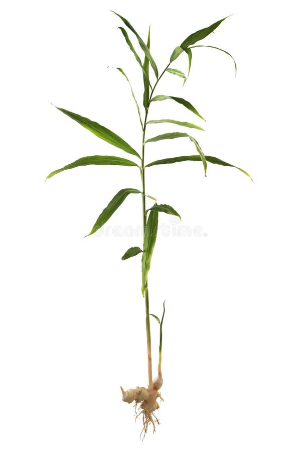 Ginger Plant Growth Stages, Root and Leaves, Freshly Harvested Stock ...