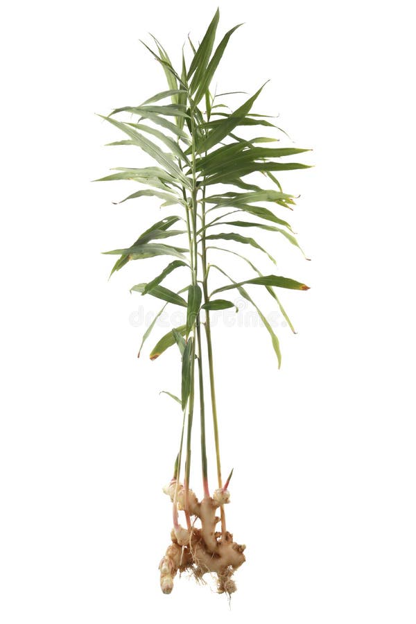 Ginger Plant, Root and Leaves, Freshly Harvested Stock Photo - Image of ... Ginger Plant, Root and Leaves, Freshly Harvested Stock Photo - Image of ...