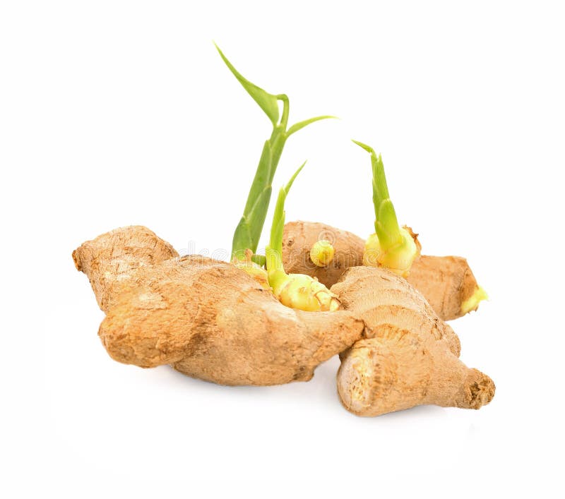 Ginger Plant on White Background Stock Image - Image of culture, fresh ...