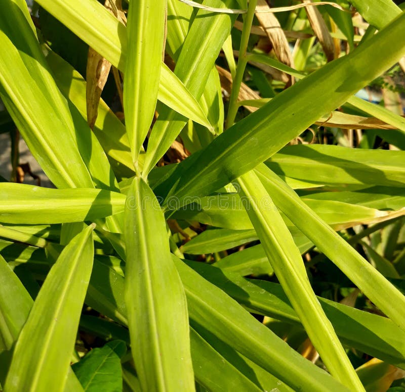 Ginger plant stock photo. Image of grass, lawn, produce - 358650464