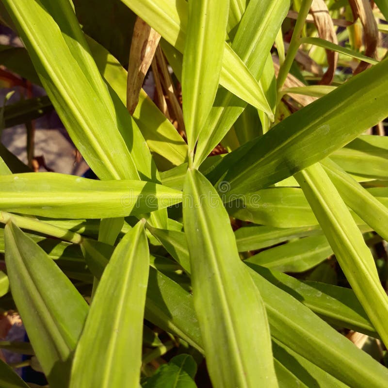 Ginger plant stock image. Image of plant, garden, green - 353445775