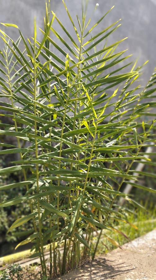 Ginger Plants Have Pseudo Stems, Lanceolate Leaves with Pointed Tips ...