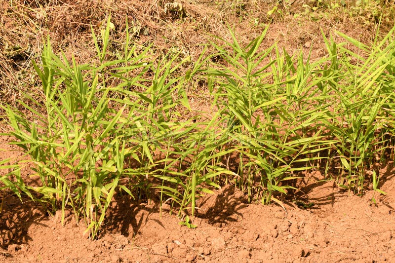 Ginger plants stock photo. Image of agriculture, green - 343400252
