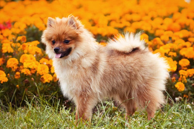 Ginger Puppy Dog on the Grass Stock Photo - Image of walk, nature ...