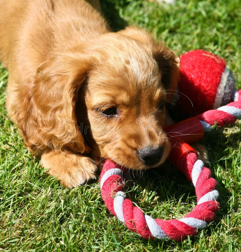 Ginger Cocker Spaniel Dog In White Medical Mask Stock Photo - Image of ...