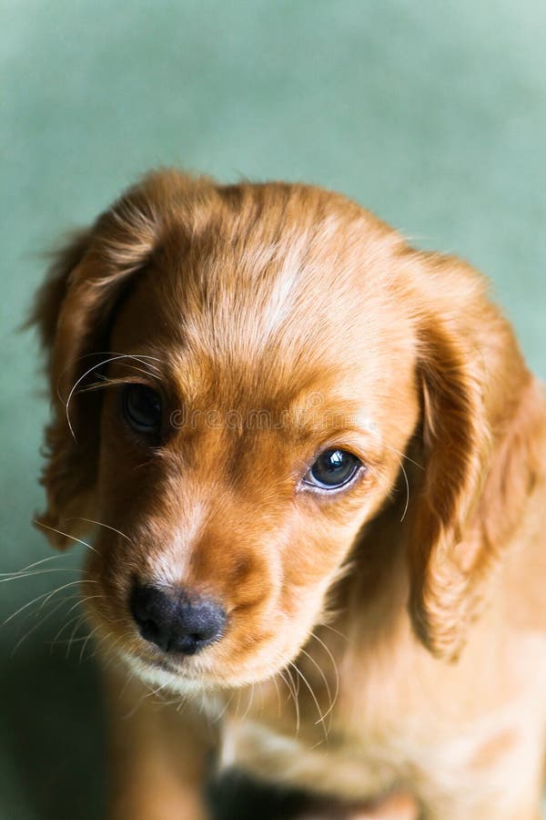 Ginger Puppy Working Cocker Spaniel Stock Photos - Free & Royalty-Free ...