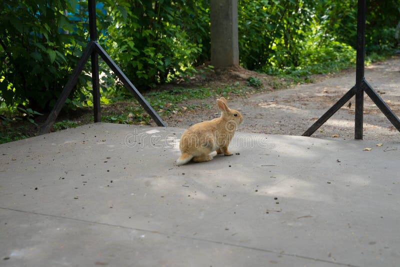 Red bunny with long ears stock image. Image of fluffy - 194633877