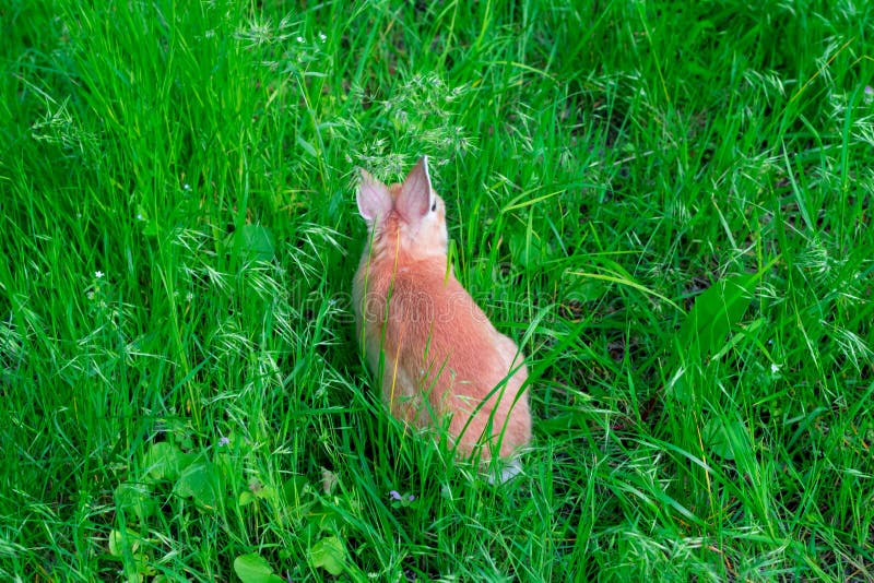 Ginger Rabbit Sitting with His Back in Green Grass Stock Photo - Image ...