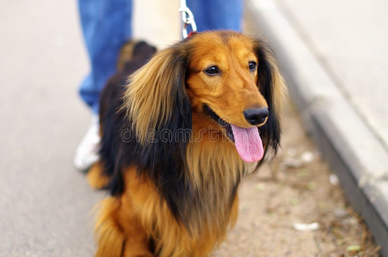 Ginger Red and Black German Badger Dog Stock Photo - Image of green ...