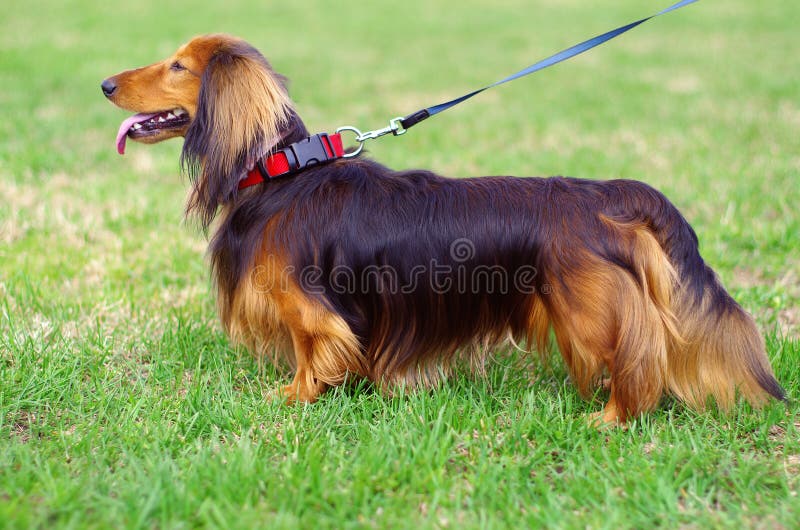 Ginger Red German Badger Dog Stock Image - Image of park, badger: 32425547