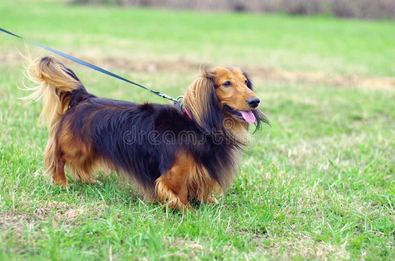 Ginger Red German Badger Dog Stock Image - Image of park, badger: 32425547