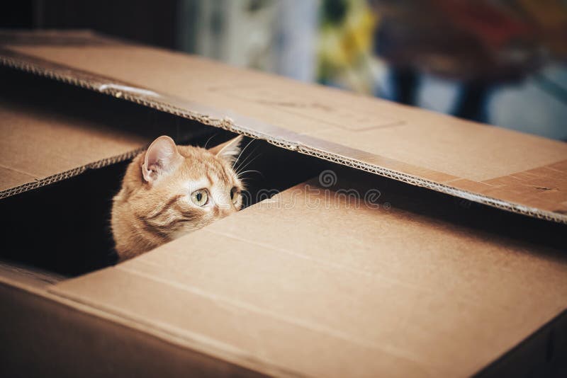 Cat in the Box stock photo. Image of moustache, parcel - 112278382
