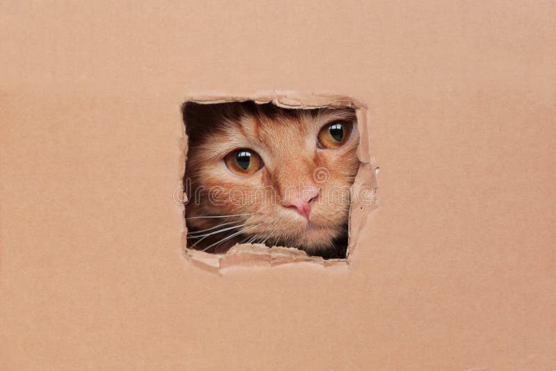 226 Funny Cat Hole Cardboard Box Stock Photos - Free & Royalty-Free ...