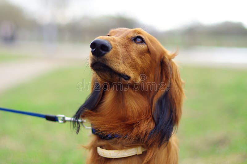 Ginger Red German Badger Dog Stock Image - Image of park, badger: 32425547