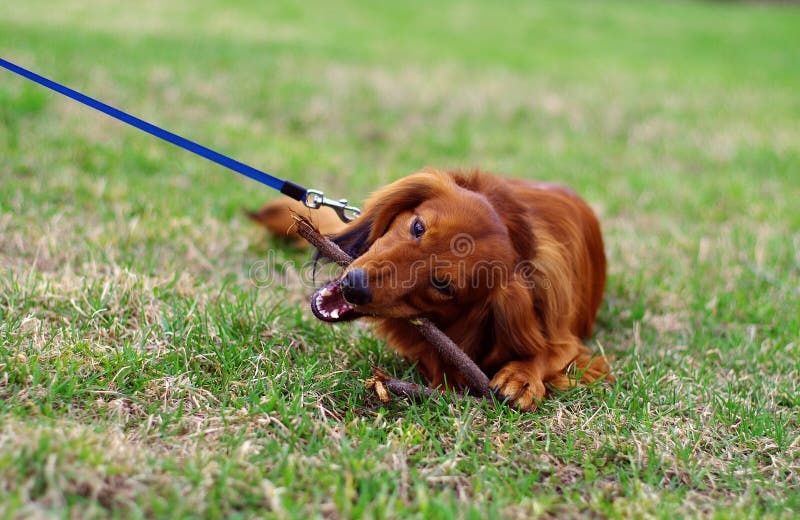 Ginger Red German Badger Dog Stock Image - Image of park, badger: 32425547