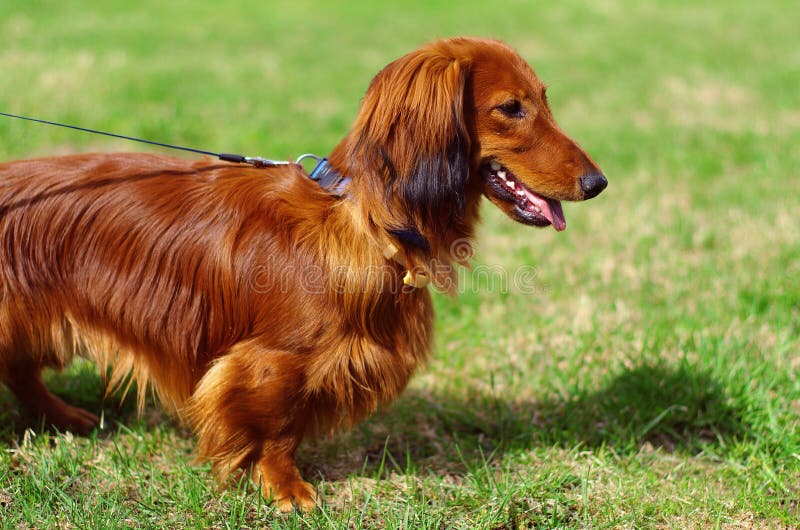 Ginger Red German Badger Dog Stock Image - Image of park, badger: 32425547