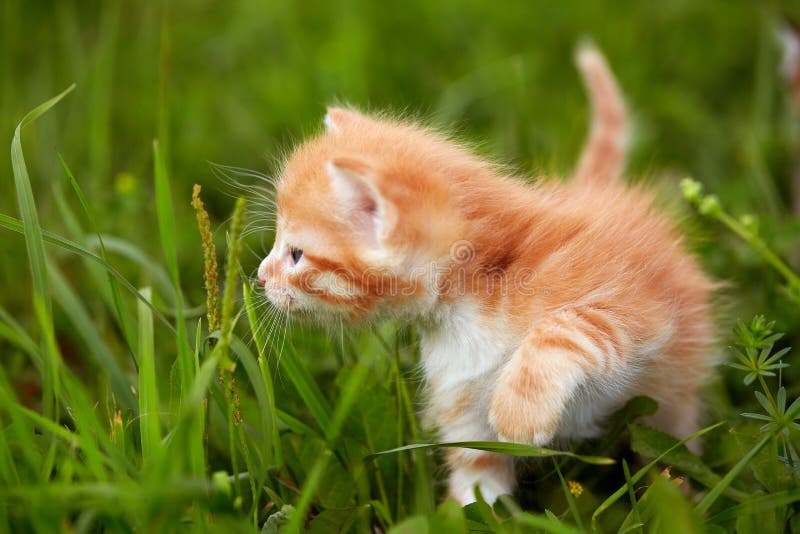 Ginger red kitten on grass stock photo. Image of small - 153920378