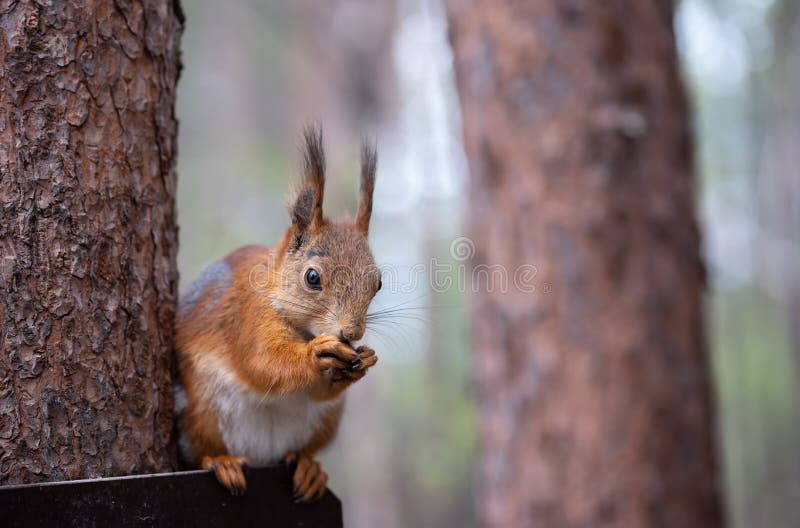 Ginger Red Squirrel with Cone on Pine Tree Branches in Autumn Forest ...