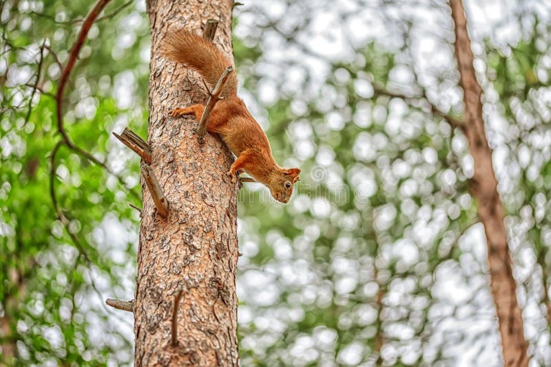 Ginger Red Squirrel on Pine Tree Branches in Autumn Forest Stock Image ...