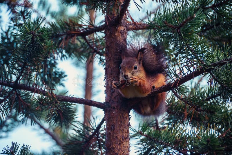 Ginger Red Squirrel on Pine Tree Branches in Autumn Forest Stock Image ...