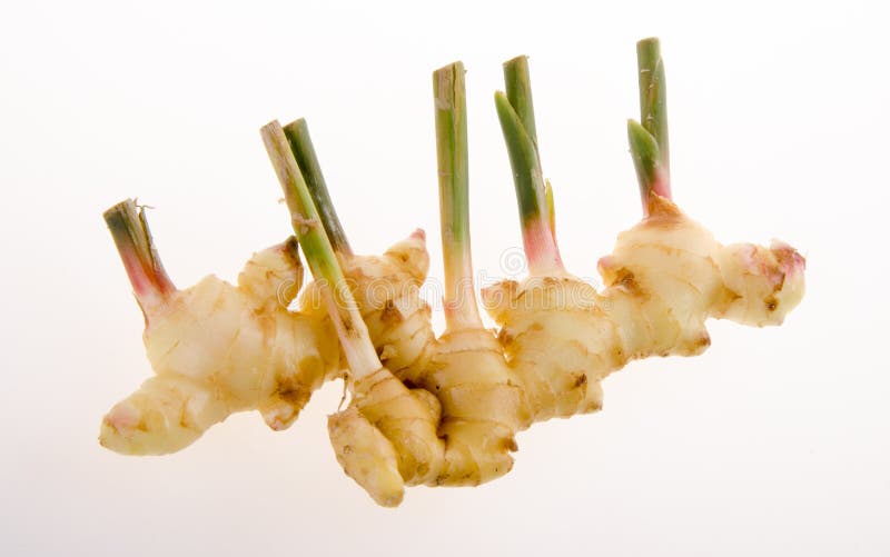 Ginger bud stock image. Image of blooms, spices, herbs - 18738237