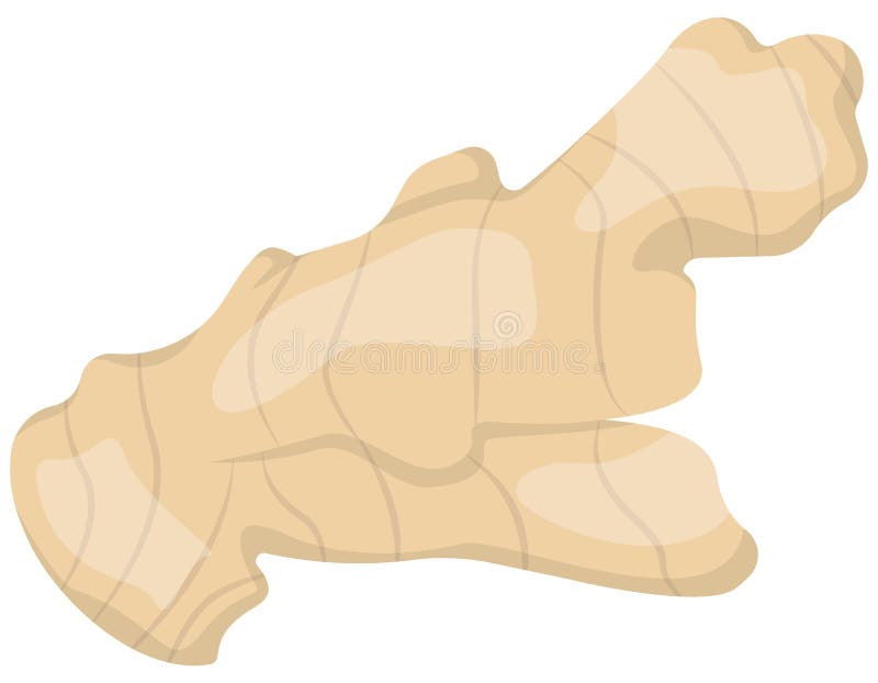 Ginger Root Cartoon Stock Illustrations – 817 Ginger Root Cartoon Stock ...