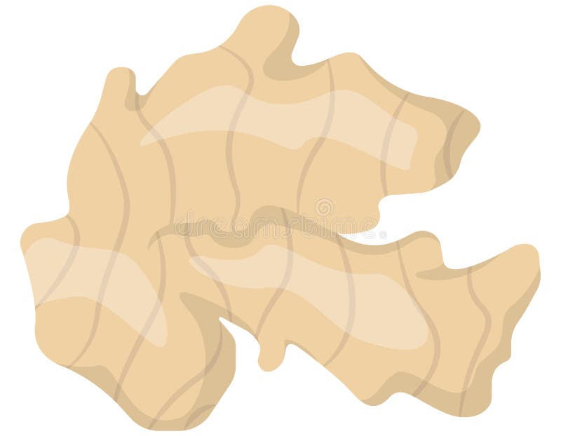 Ginger Root in Cartoon Style. Stock Vector - Illustration of product ...