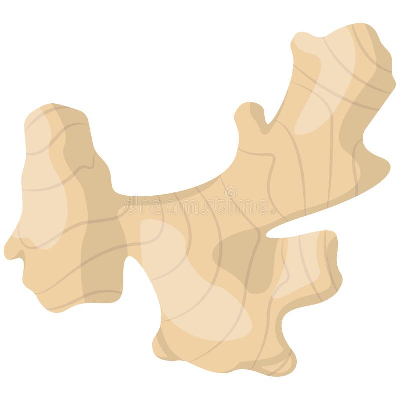 Ginger Root in Cartoon Style Stock Illustration - Illustration of ...